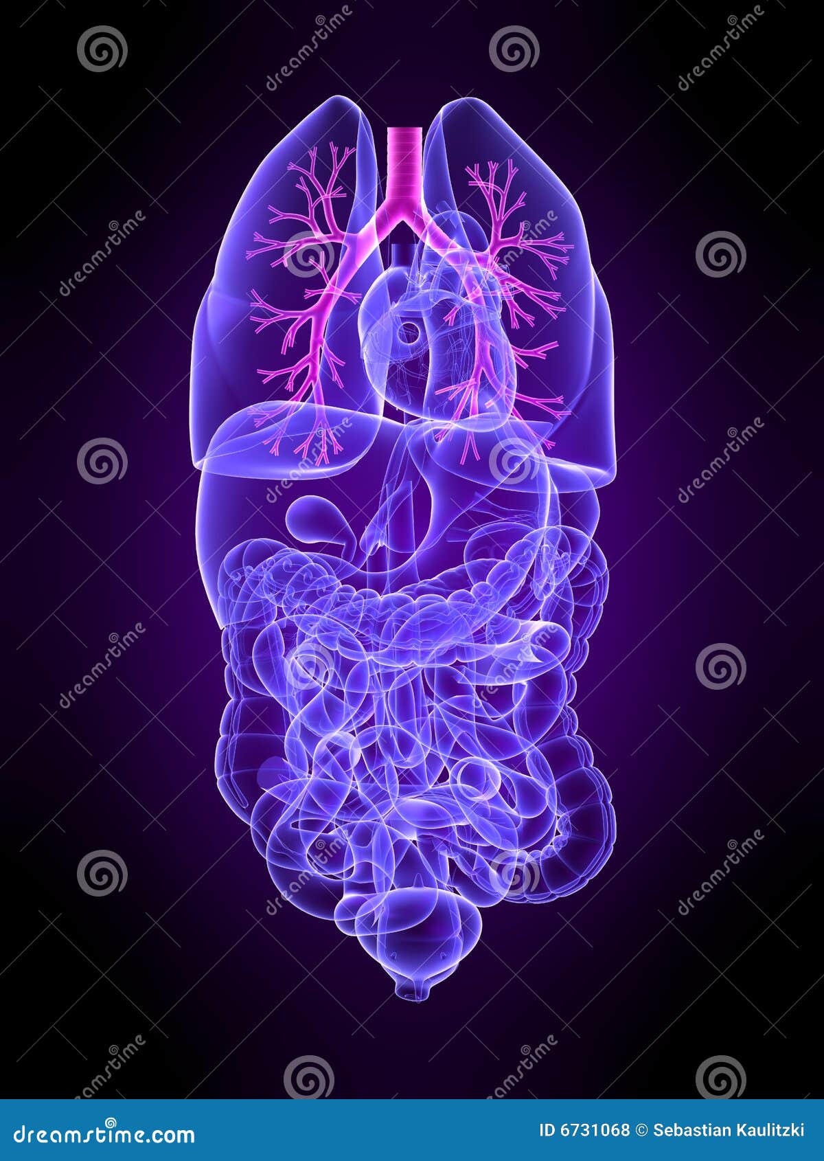 Bronchi stock illustration. Illustration of disease, immune - 6731068