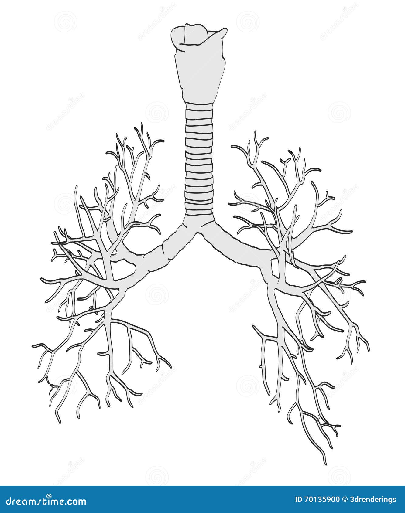 Bronchi stock illustration. Illustration of medical, thorax - 70135900