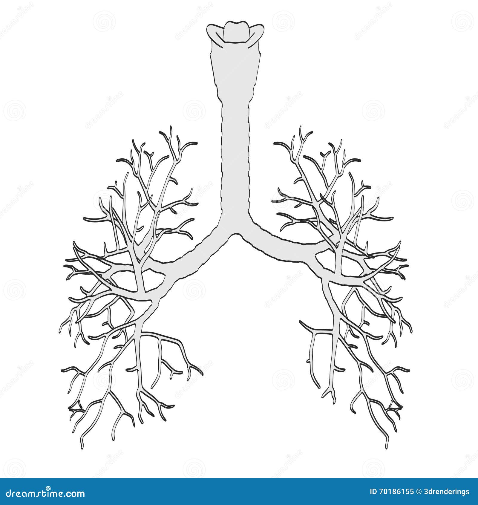 Bronchi stock illustration. Illustration of nternal, respiratory - 70186155