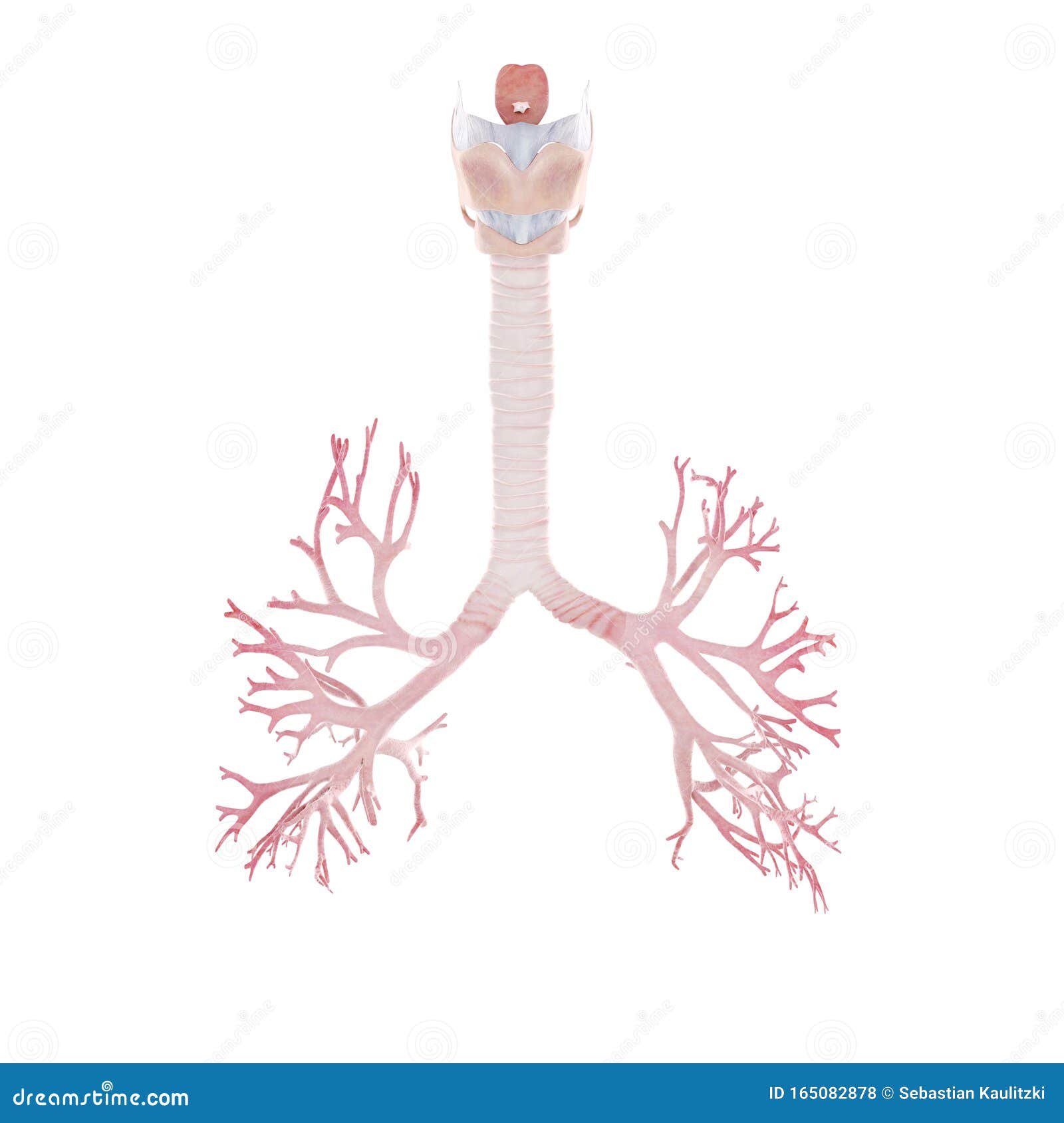 The bronchi stock illustration. Illustration of heartbeat - 165082878