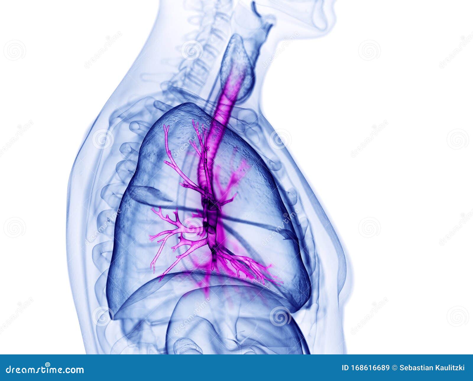 The bronchi stock illustration. Illustration of blue - 168616689