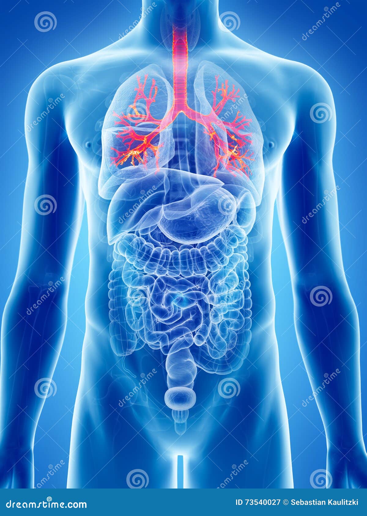 The bronchi stock illustration. Illustration of biology - 73540027