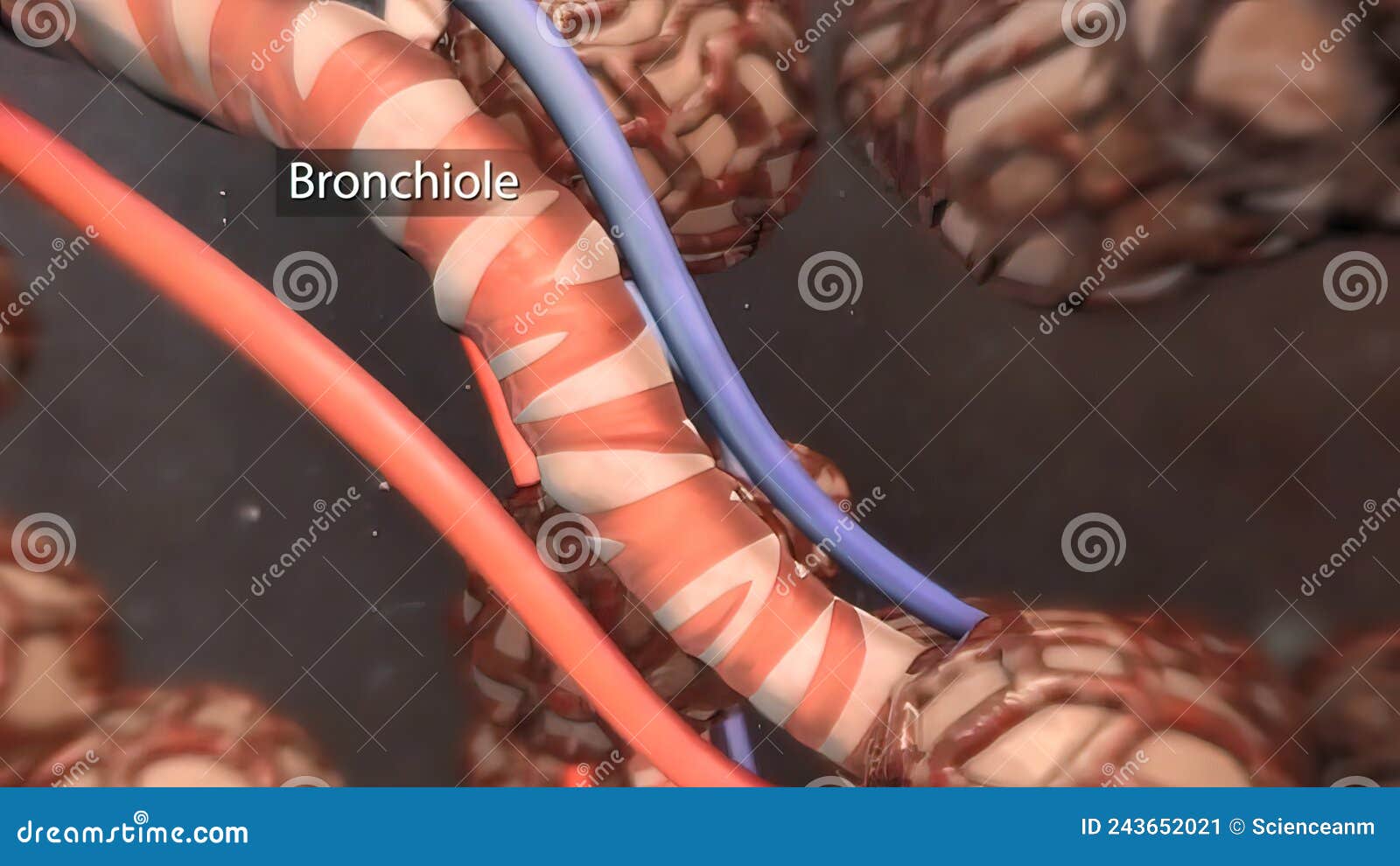 The Bronchi are Extensions of the Windpipe that Carries Air To the ...