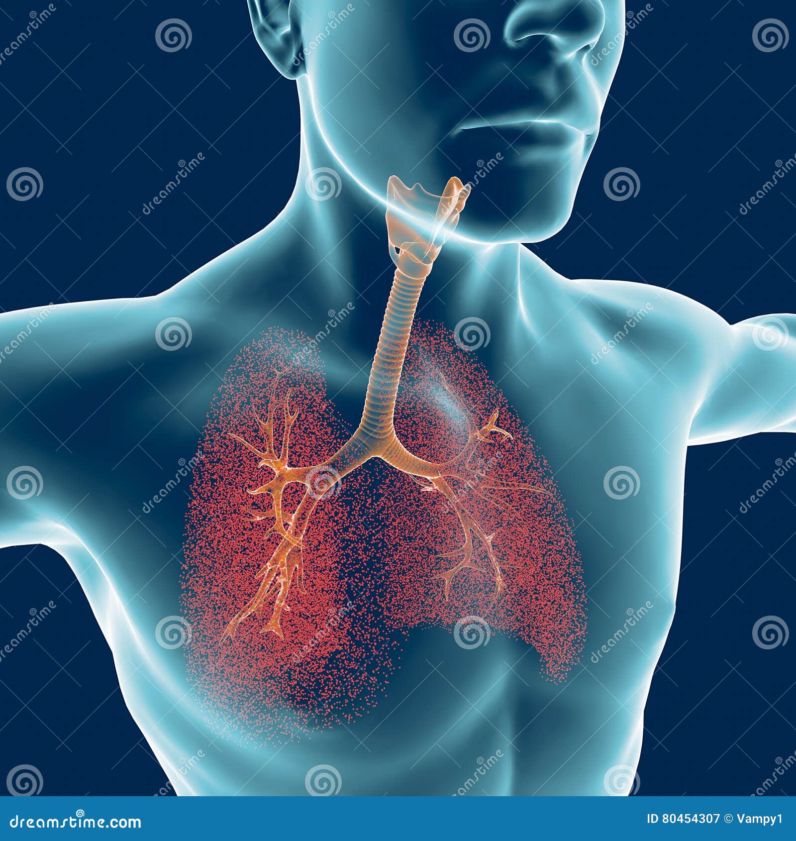 Intrapulmonary Clipart And Illustrations