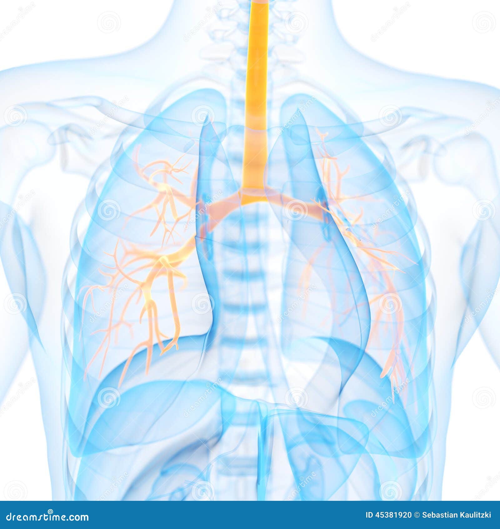 The bronchi stock illustration. Illustration of body - 45381920
