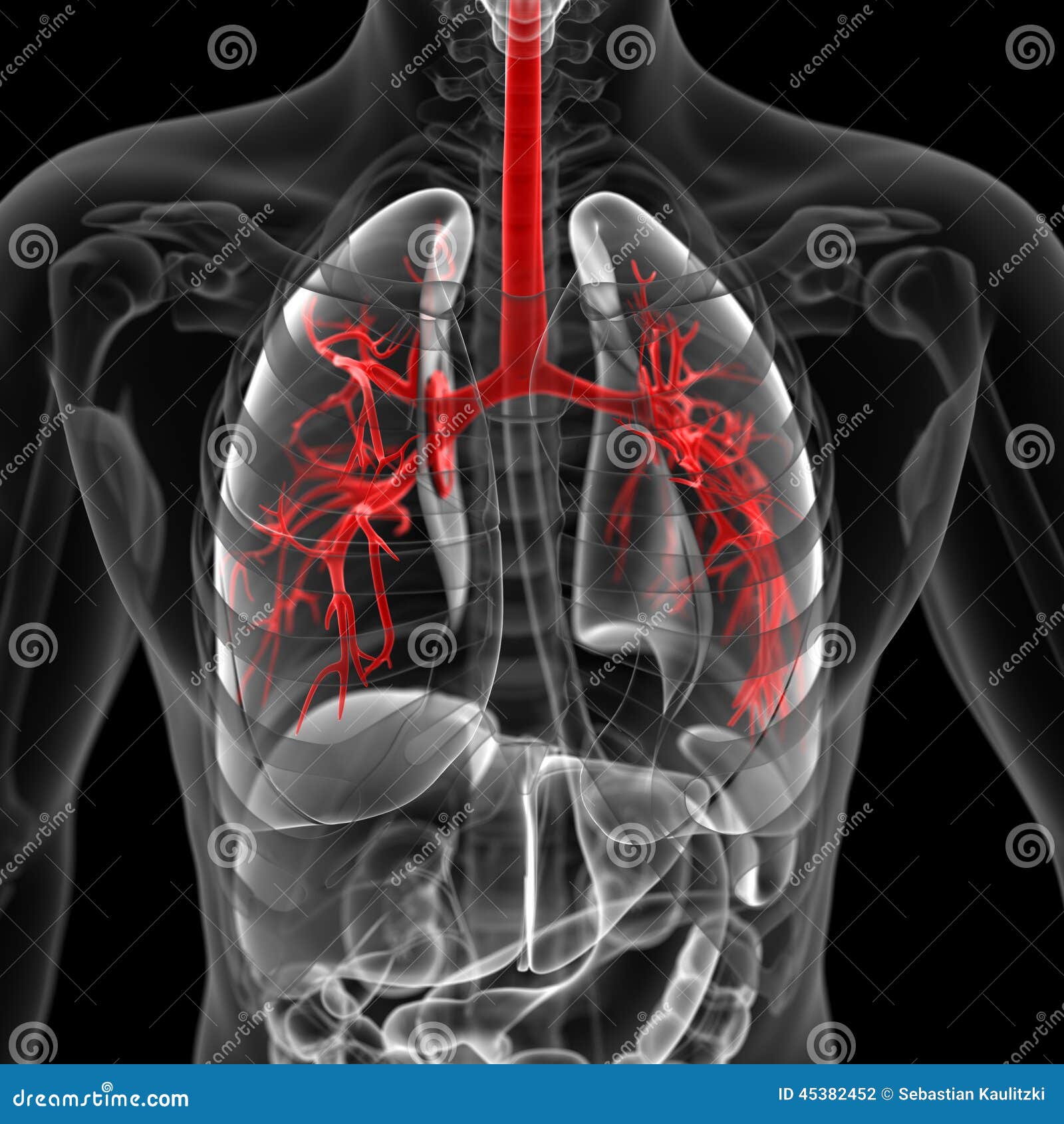 The bronchi stock illustration. Illustration of healthy - 45382452