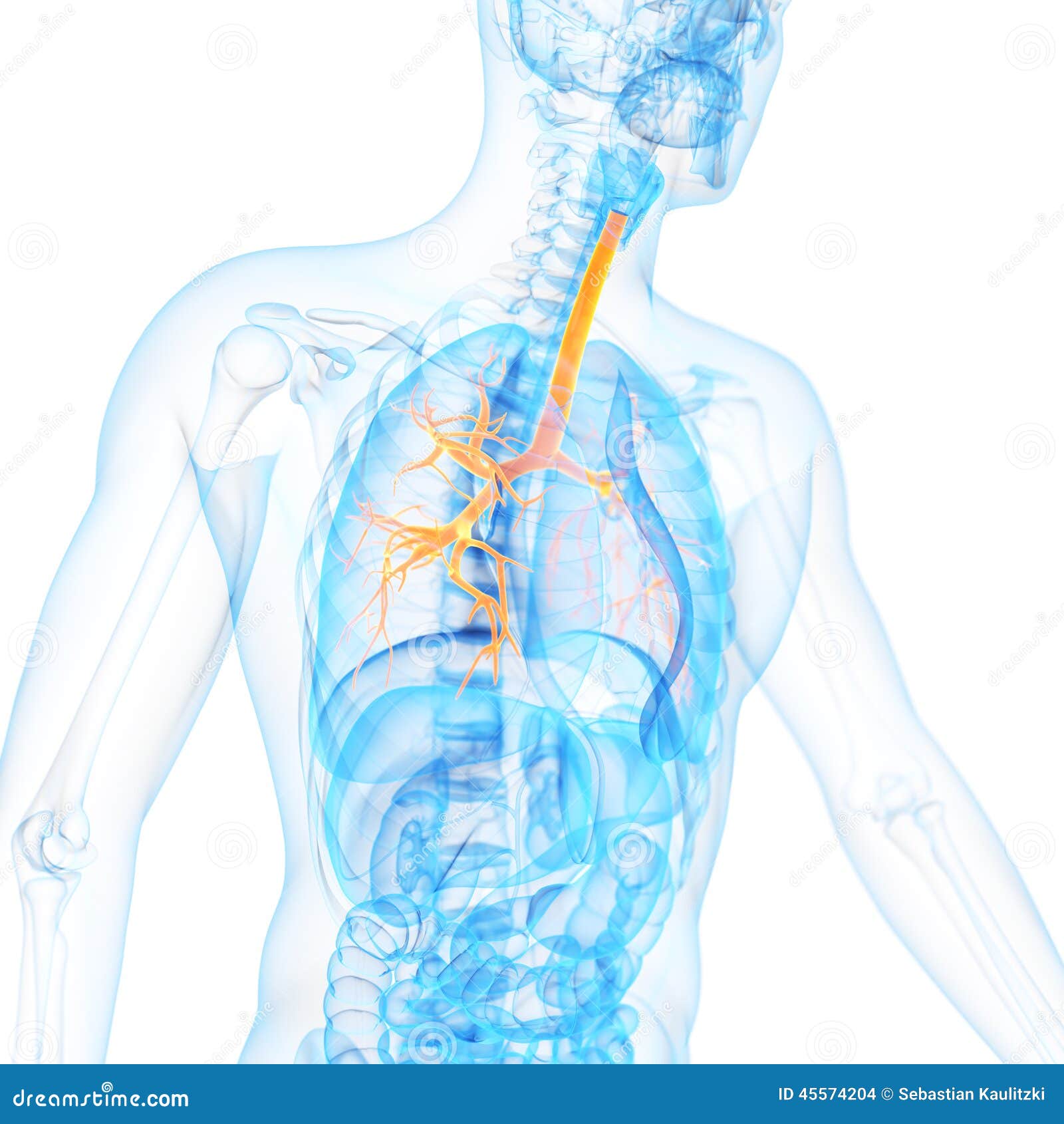 The bronchi stock illustration. Illustration of human - 45574204