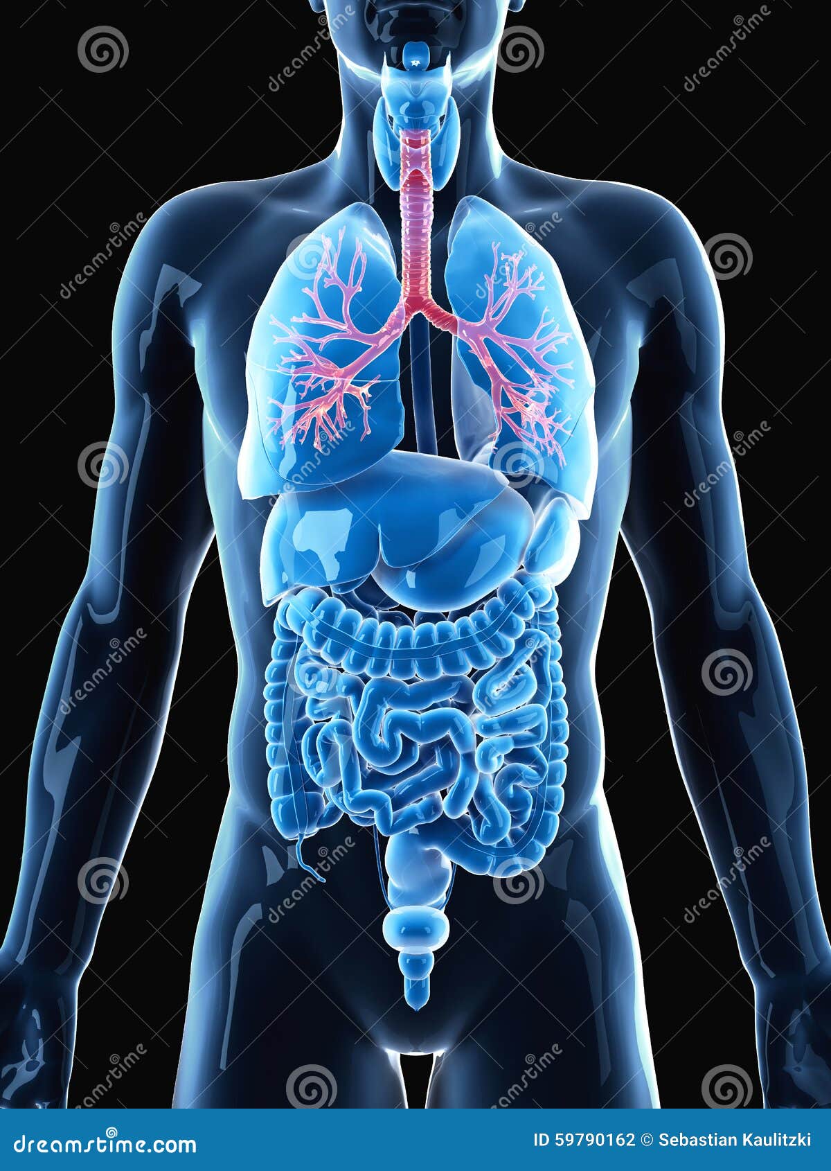 The bronchi stock illustration. Illustration of healthy - 59790162