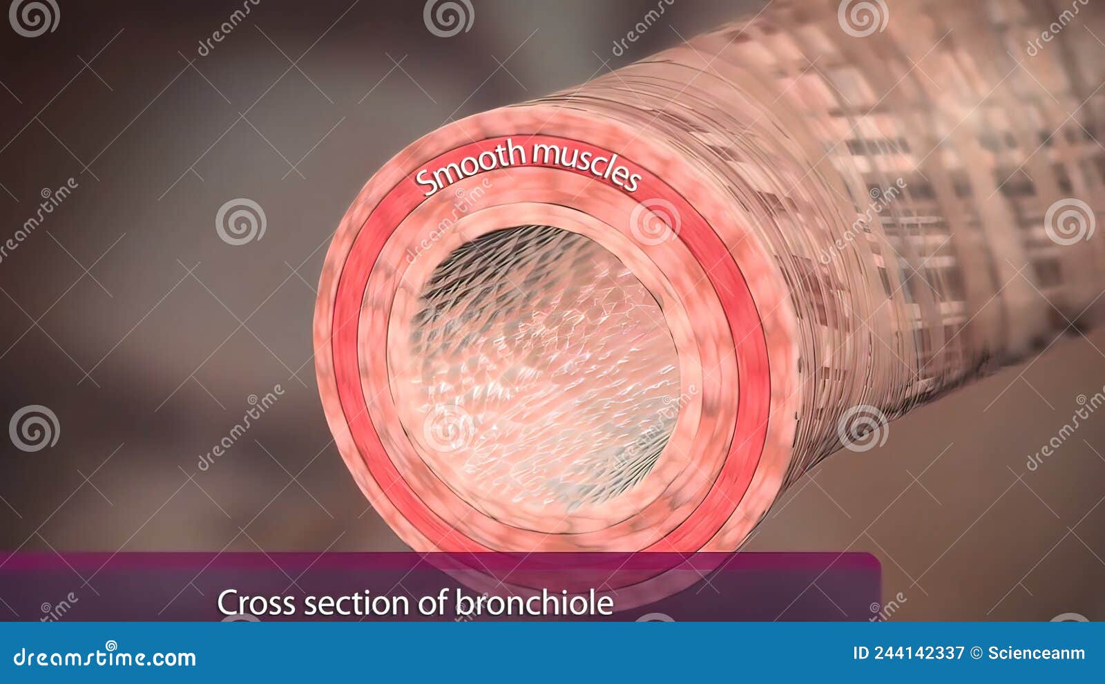 Bronchi are Plural for Bronchus and Represent the Passageways Leading ...