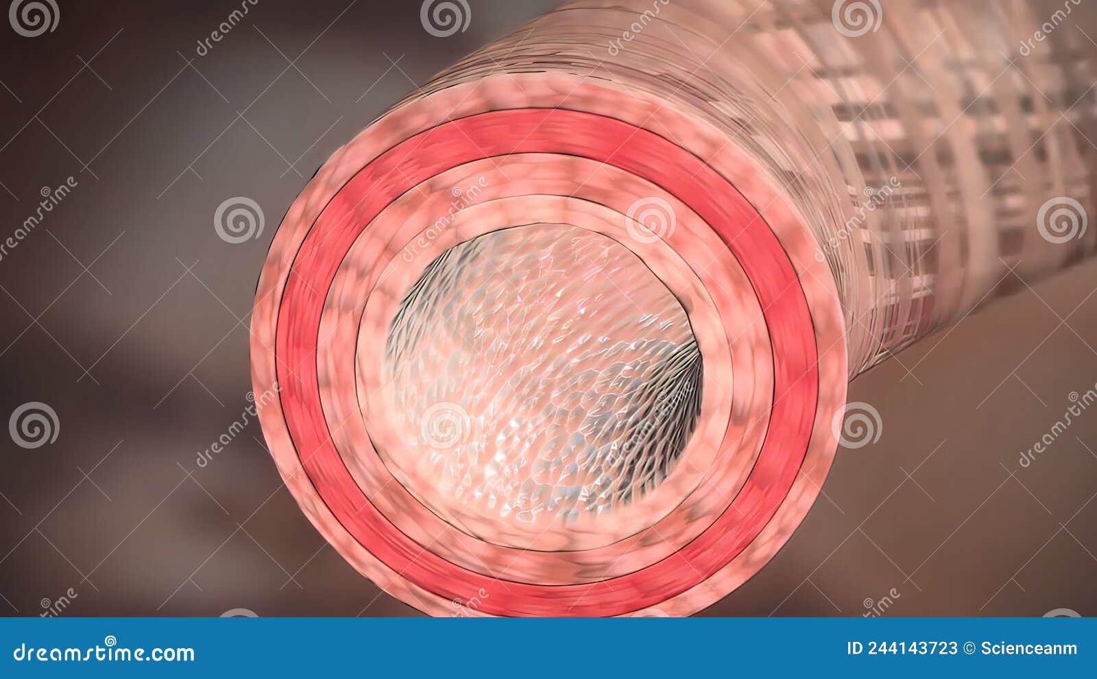Bronchi are Plural for Bronchus and Represent the Passageways Leading ...