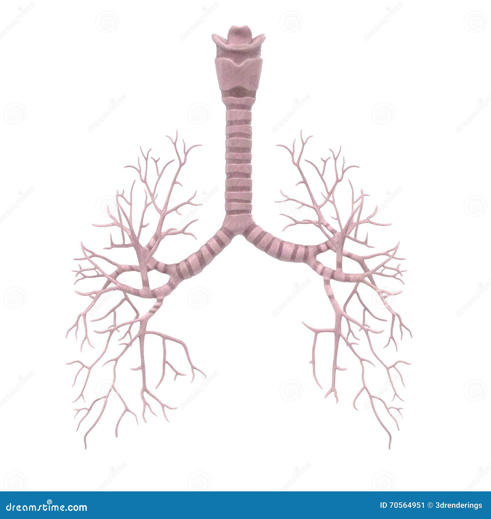 Bronchi umani illustrazione di stock. Illustrazione di trachea - 70564951