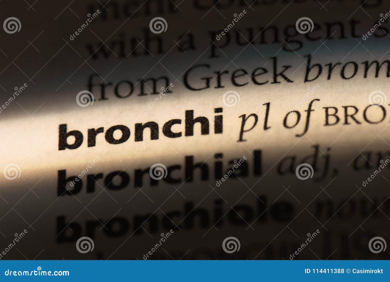 Bronchi stock photo. Image of closeup, writing, isolated - 114411388