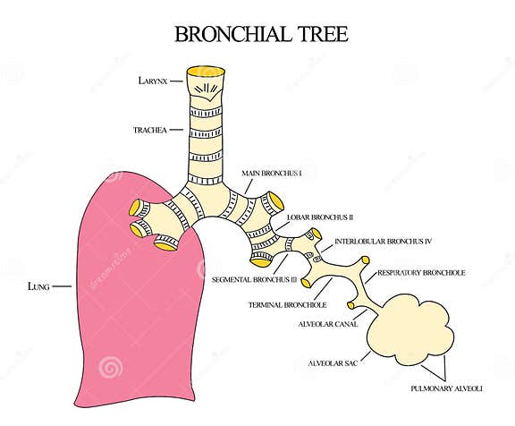 Bronchial tree stock illustration. Illustration of pink - 20704714