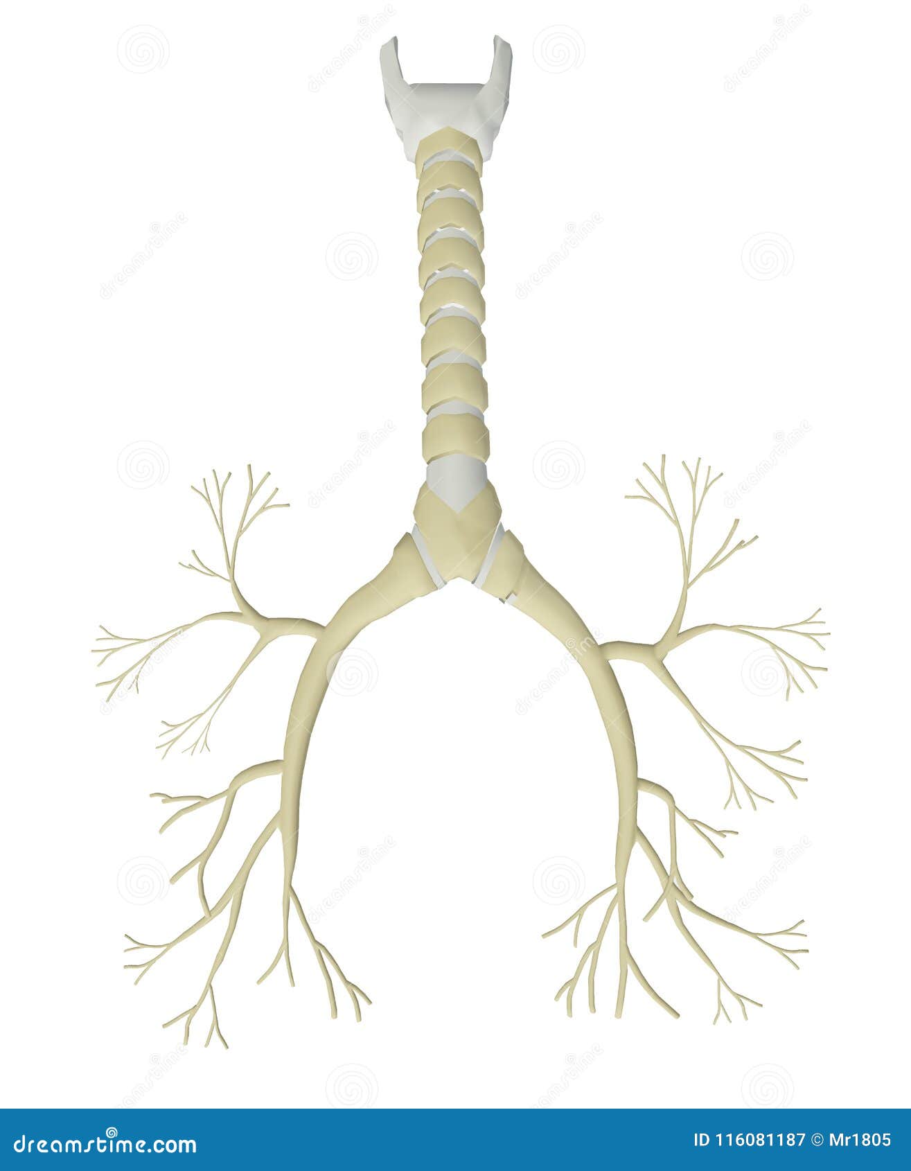Bronchial Tree Left Main Bronchus Human Anatomy Cartoon Vector ...