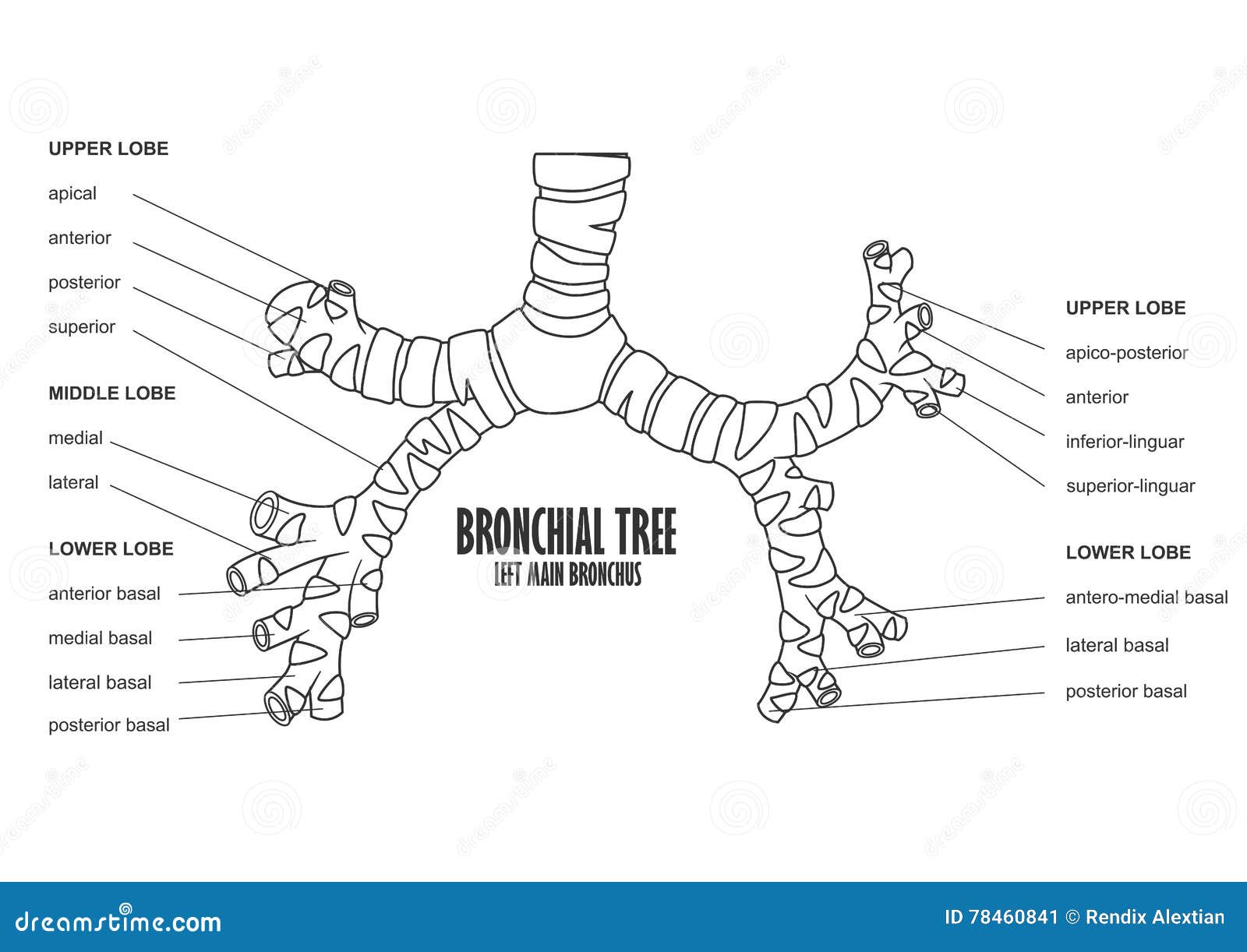Left Main Bronchus Anatomy Lung: Anatomy, Blood Supply, Innervation,
