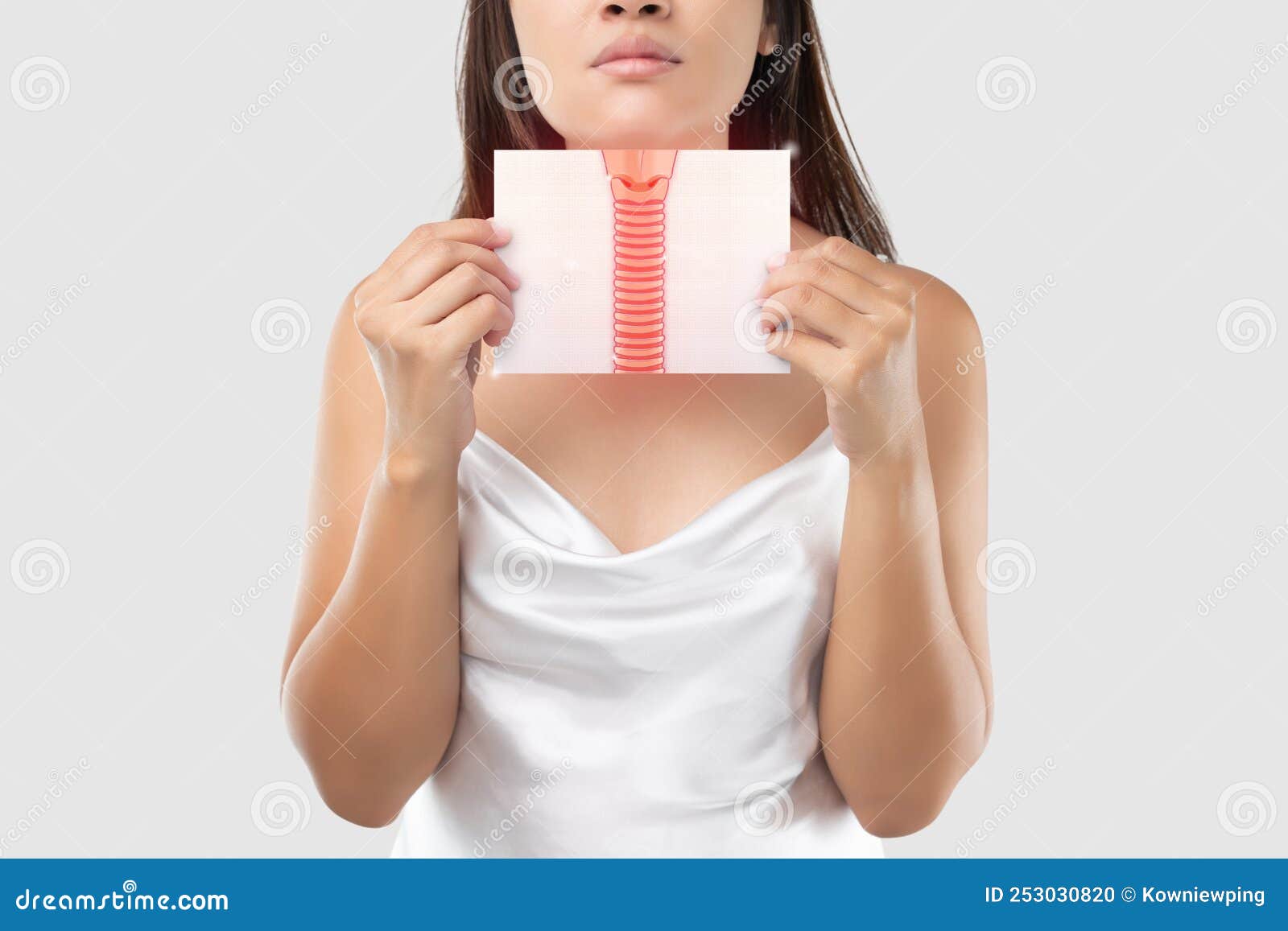 Bronchial or windpipe. stock photo. Image of human, chest - 253030820