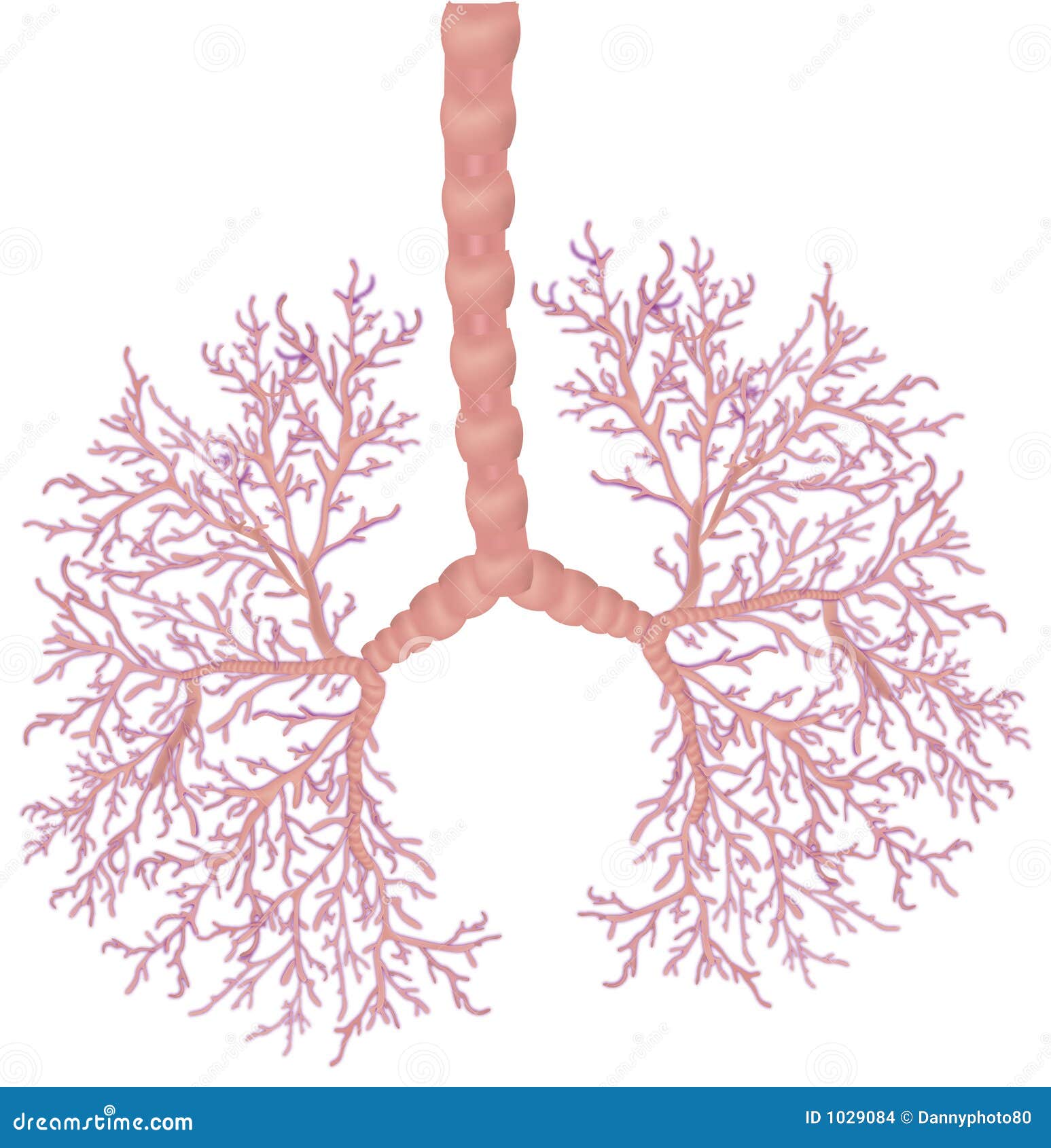 Bronchiolo illustrazione di stock. Illustrazione di scienza - 1029084