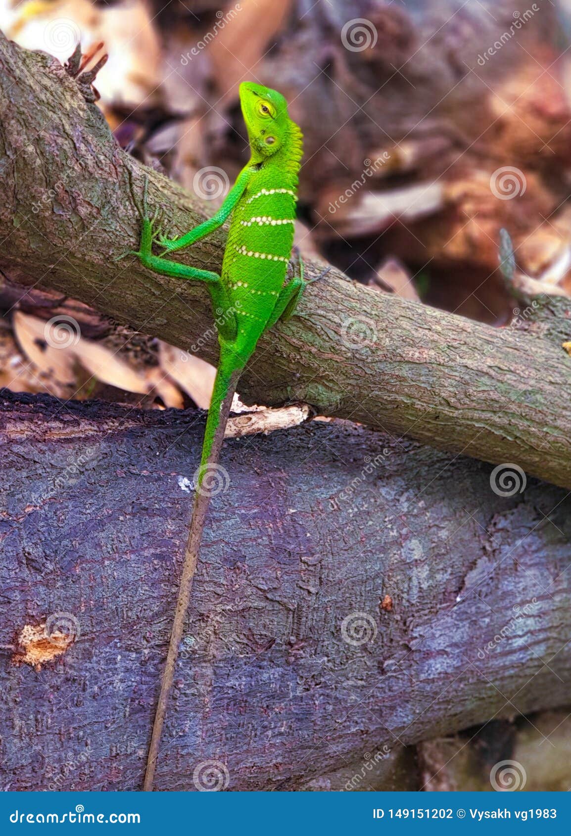 Bronchocela jubata stock photo. Image of specious, jubata - 149151202