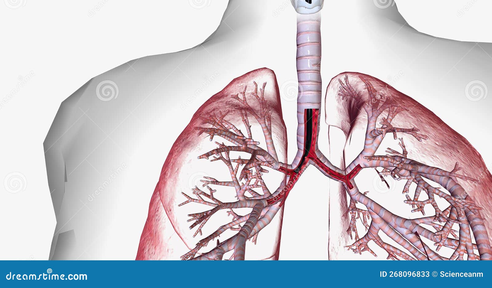Bronchoscopy. The Patient Is In The Supine Position. Cartoon Vector ...