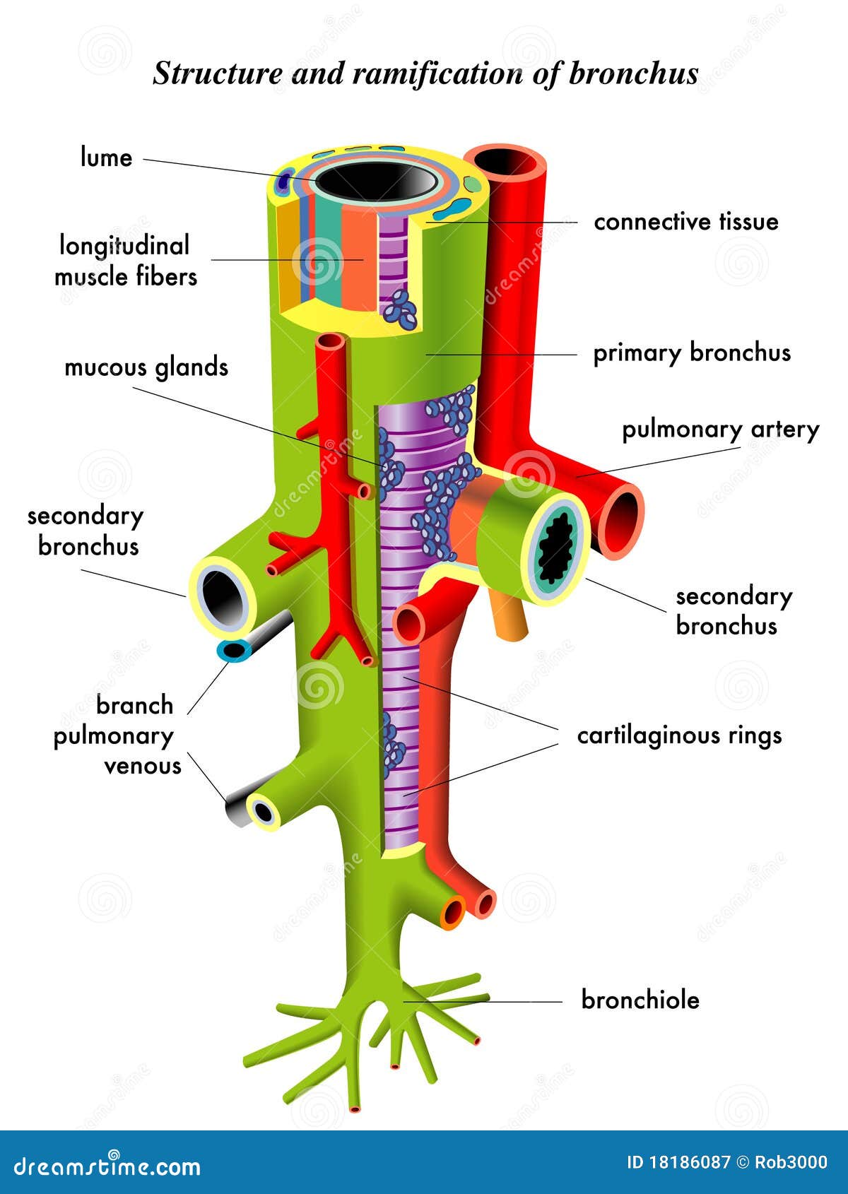Bronchus Cartoon Vector | CartoonDealer.com #18186087