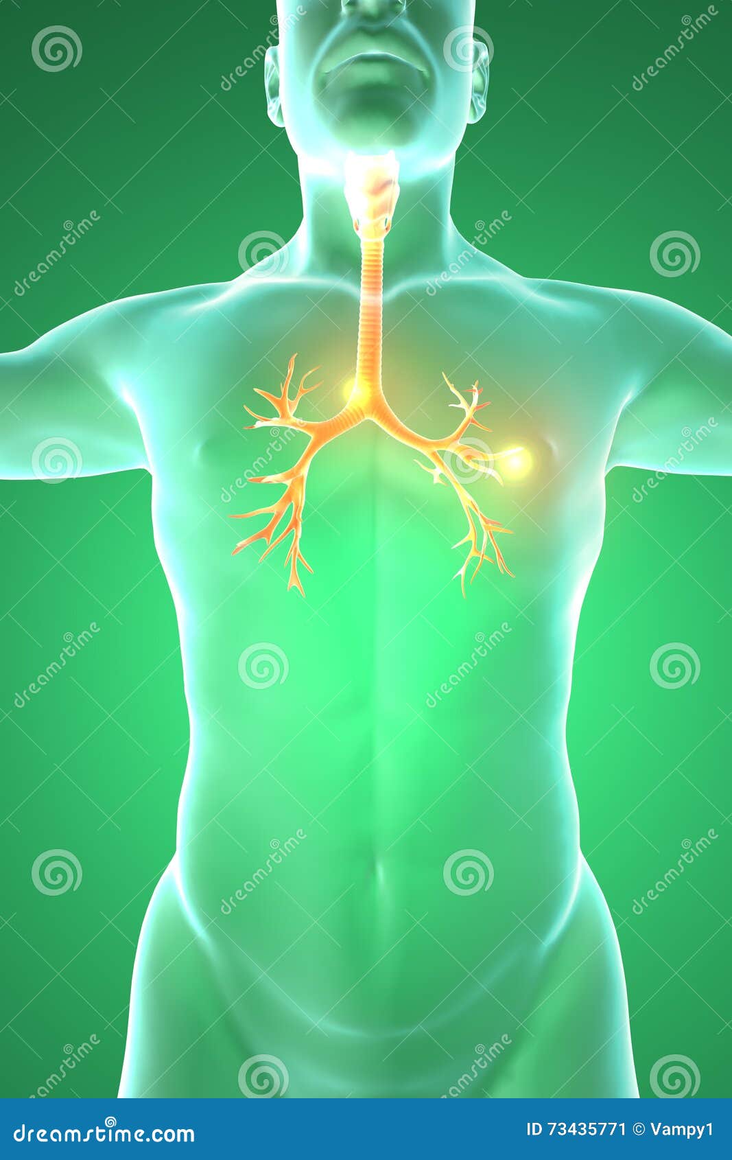 Bronchus, the Human Body, Man Stock Illustration - Illustration of ...