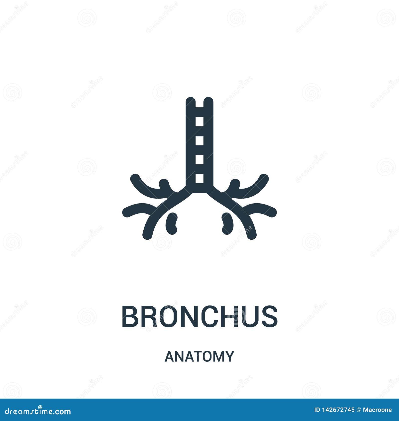 Bronchus Icon Vector From Anatomy Collection. Thin Line Bronchus ...