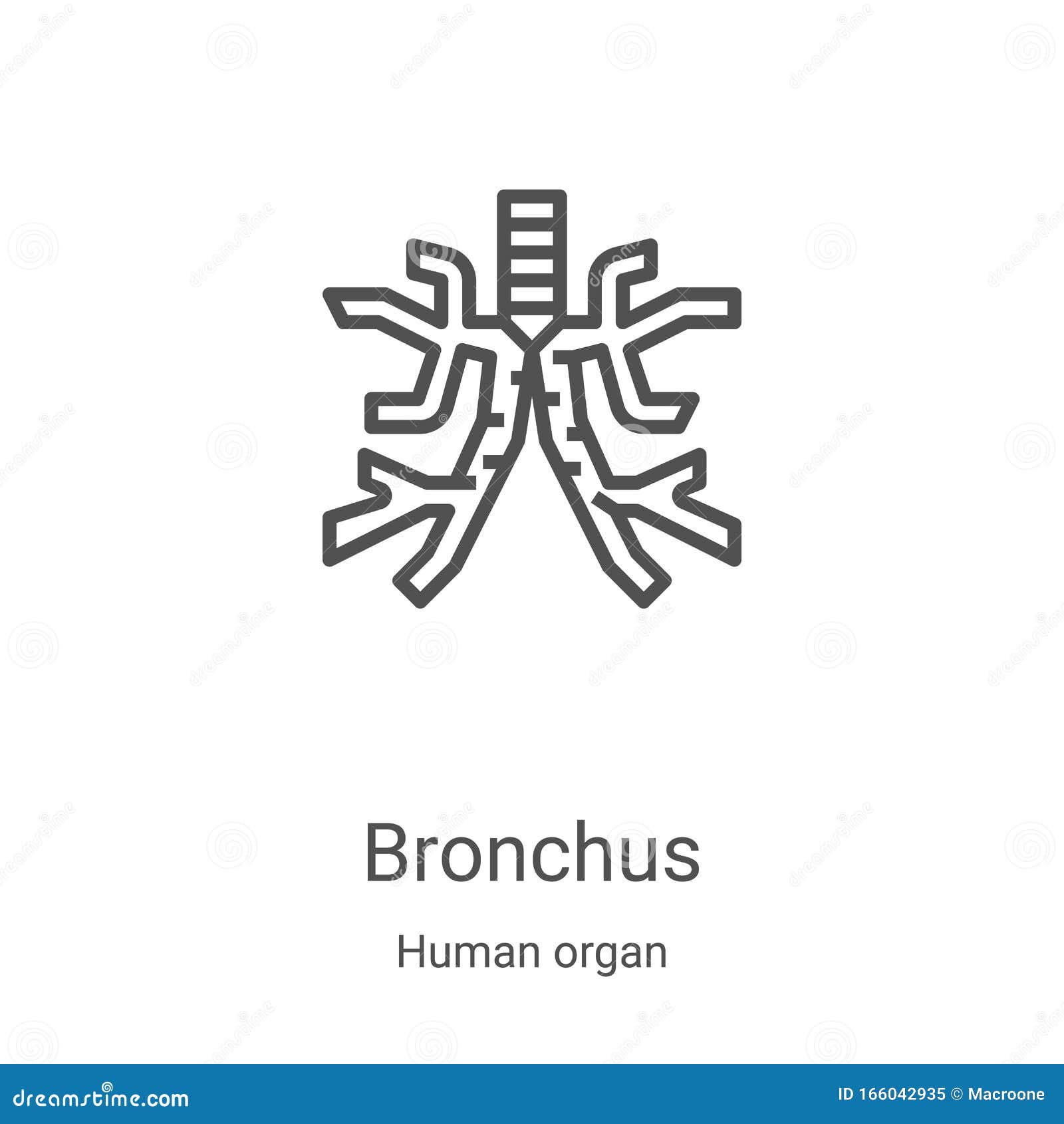 Bronchus Linear Icon Concept. Bronchus Line Vector Sign, Symbol ...