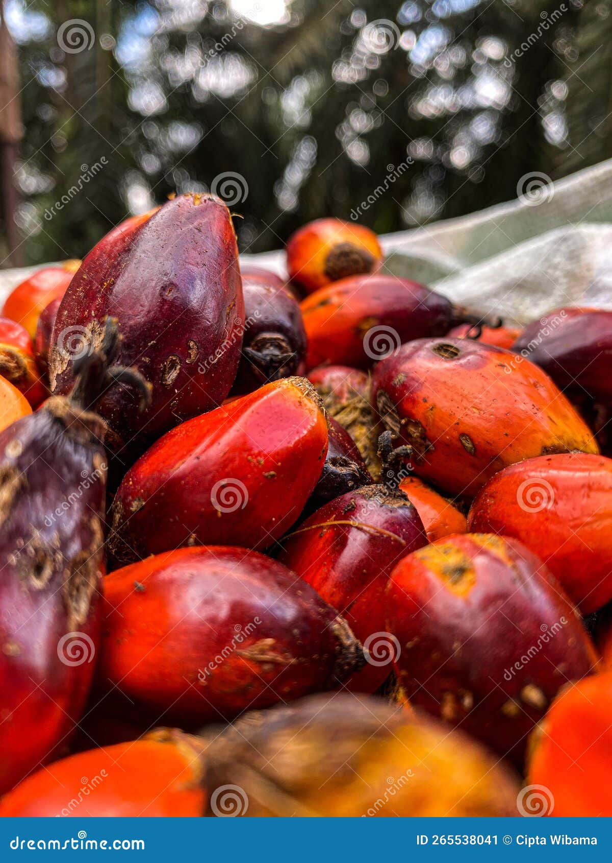 Brondolan Stock Photos - Free & Royalty-Free Stock Photos from Dreamstime