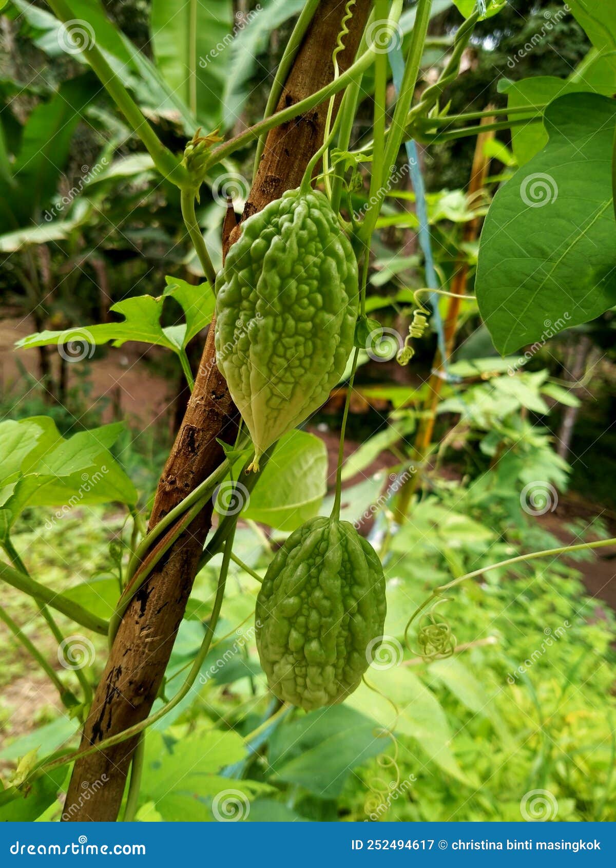 In Broneo Nannten Wir Diese Frucht Ist Peria Katakfrog Peria Stockbild ... In Broneo Nannten Wir Diese Frucht Ist Peria Katakfrog Peria Stockbild ...