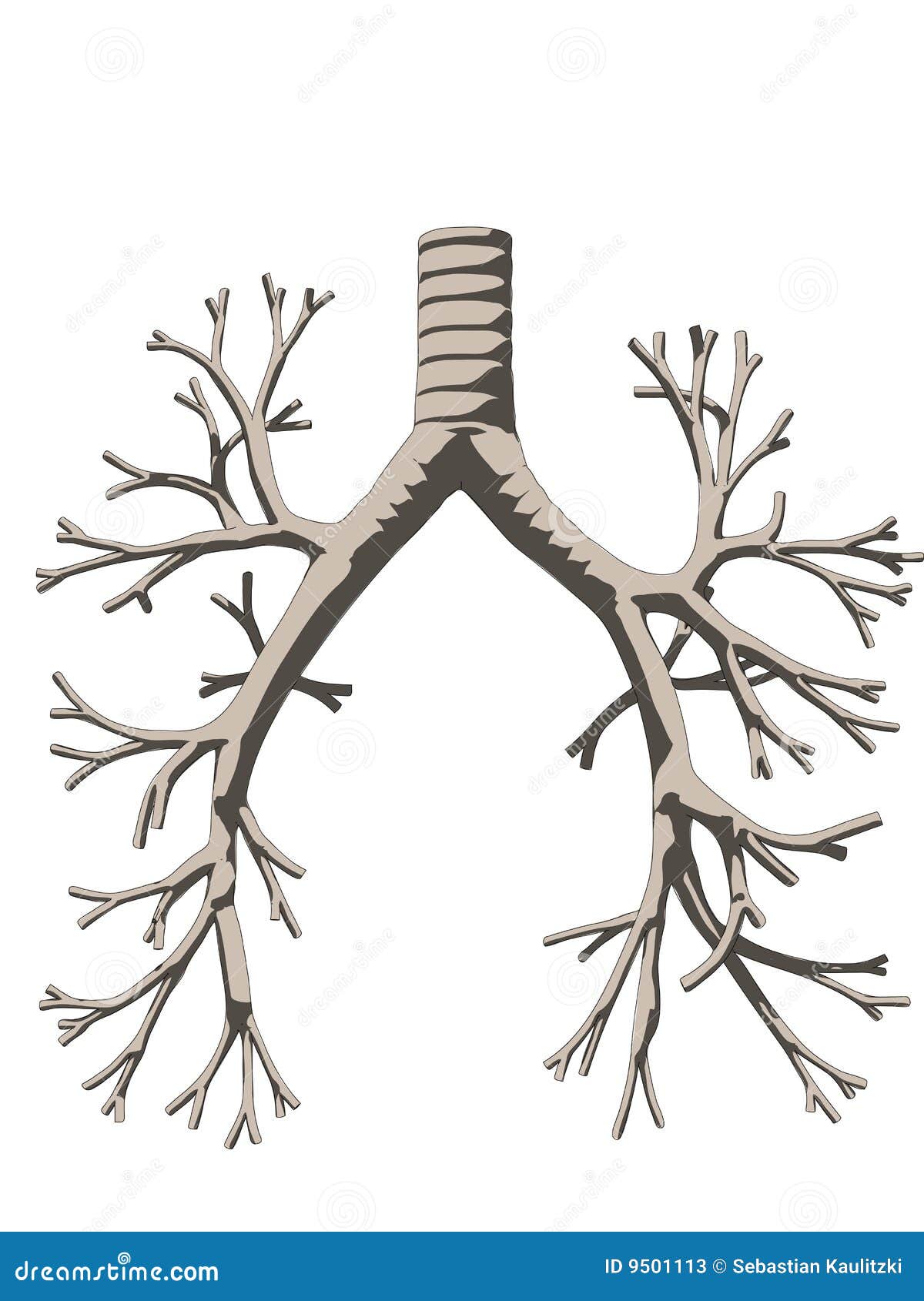 Bronquios ilustración del vector. Ilustración de vital - 9501113