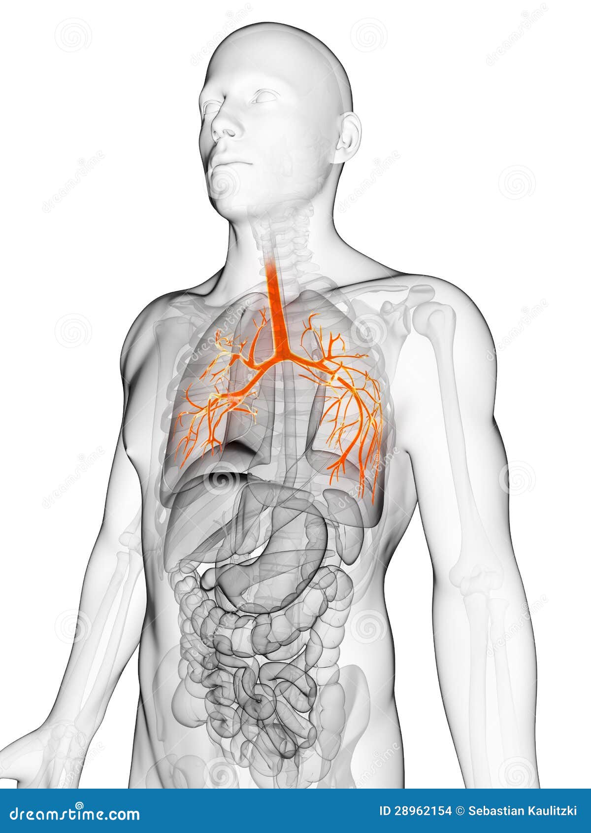 Bronquios destacados stock de ilustración. Ilustración de transparente ...