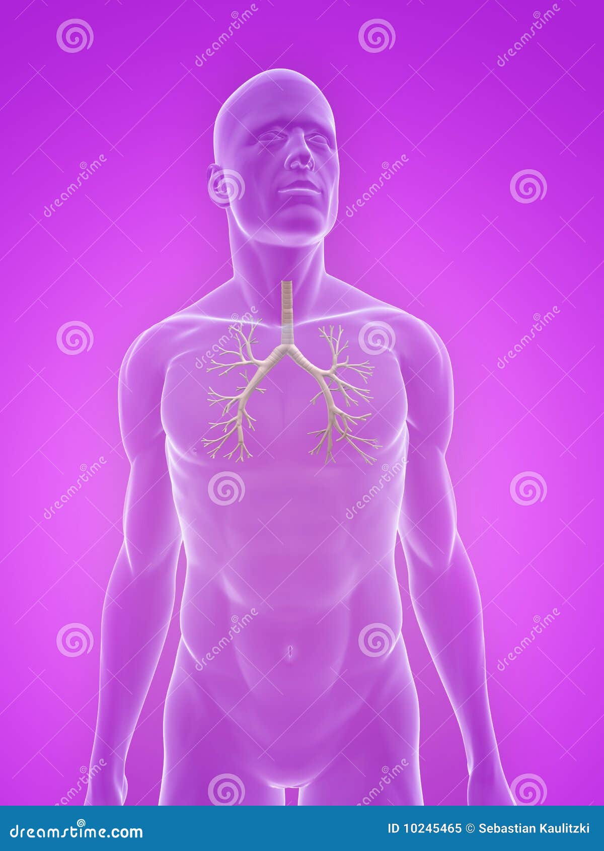 Bronquios humanos stock de ilustración. Ilustración de médico - 10245465