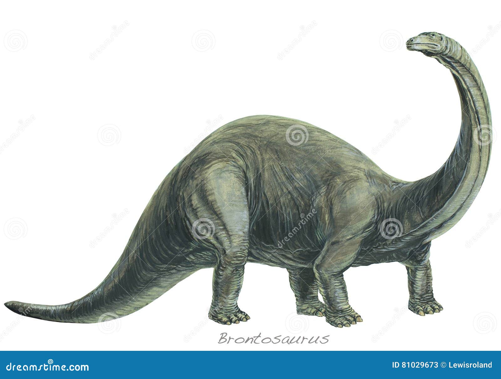 Brontosaurus stock de ilustración. Ilustración de pista - 81029673