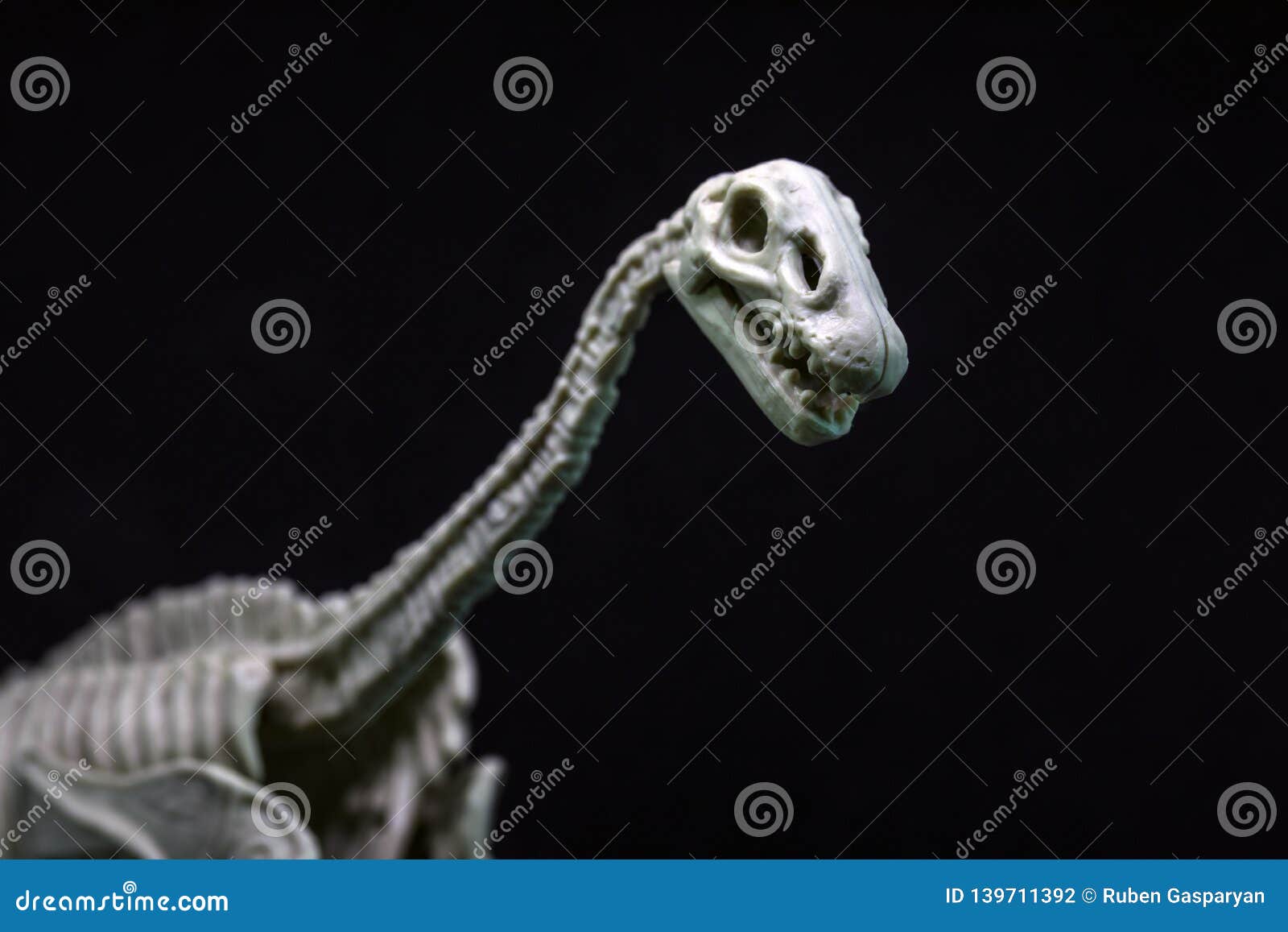Brontosaurus Dinosaur Skeleton Model Stock Photo - Image of inside ...