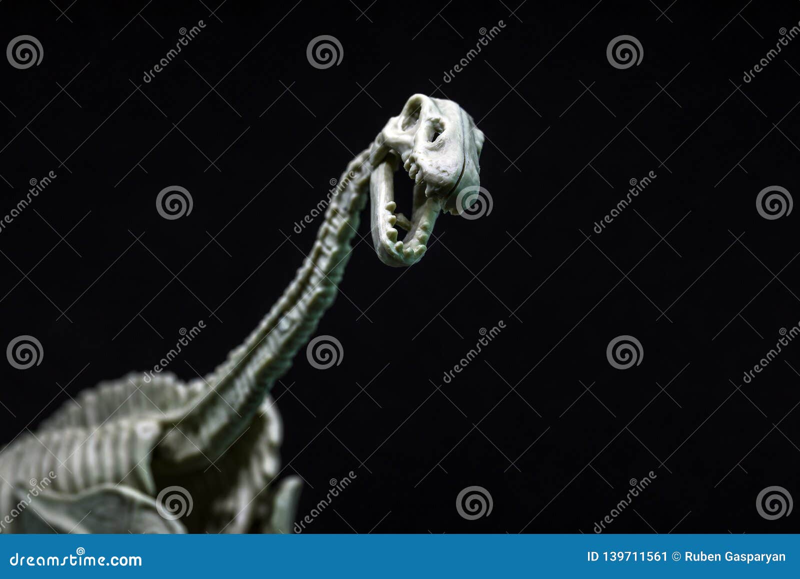 Brontosaurus Dinosaur Skeleton Model Stock Image - Image of fossil ...
