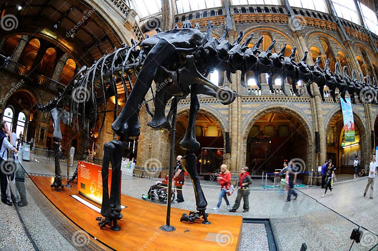 The Brontosaurus Skeleton, the Hub of the Museum Editorial Stock Photo ...