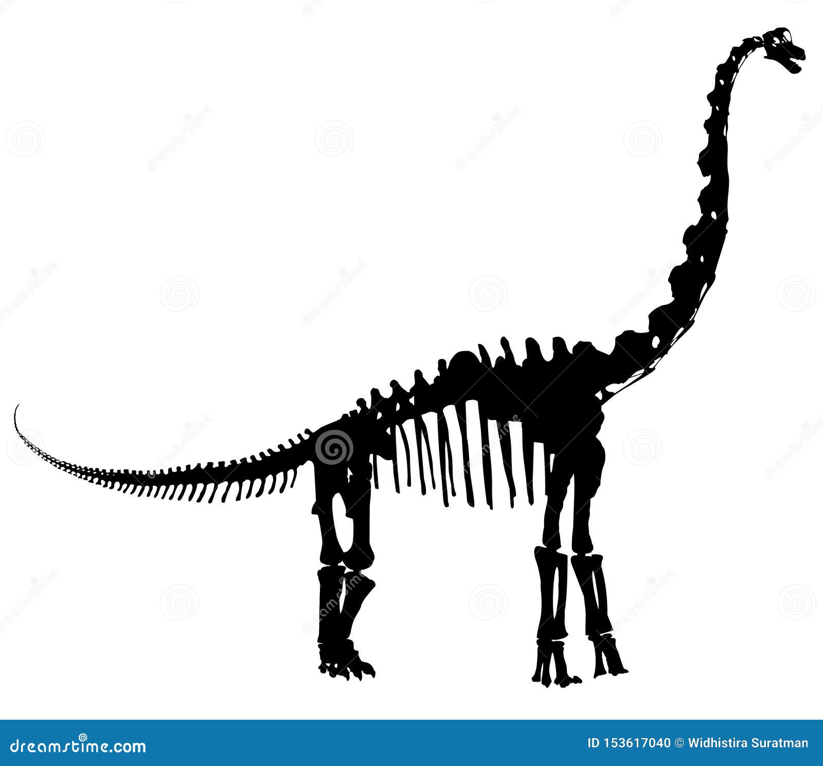 Brontosaurus Skeleton Vector Illustration Stock Vector - Illustration ...