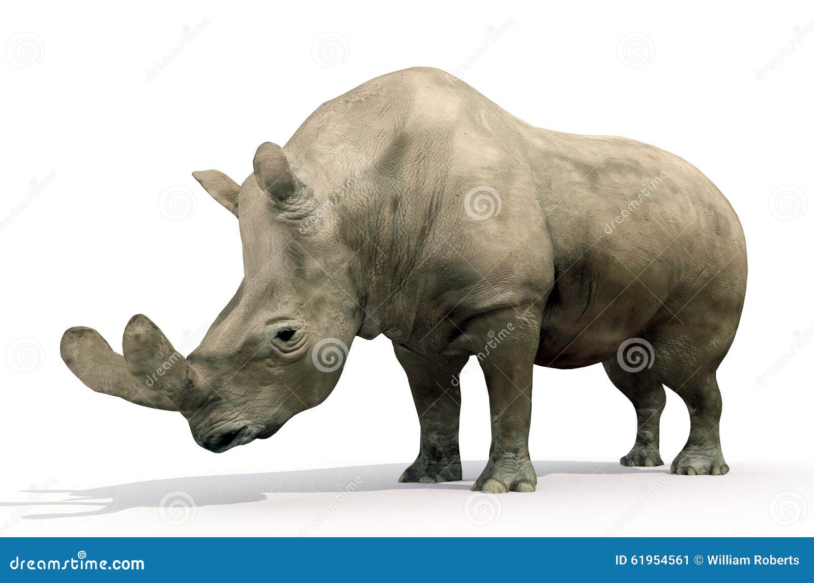 Brontotherium Su Fondo Bianco Illustrazione di Stock - Illustrazione di ...