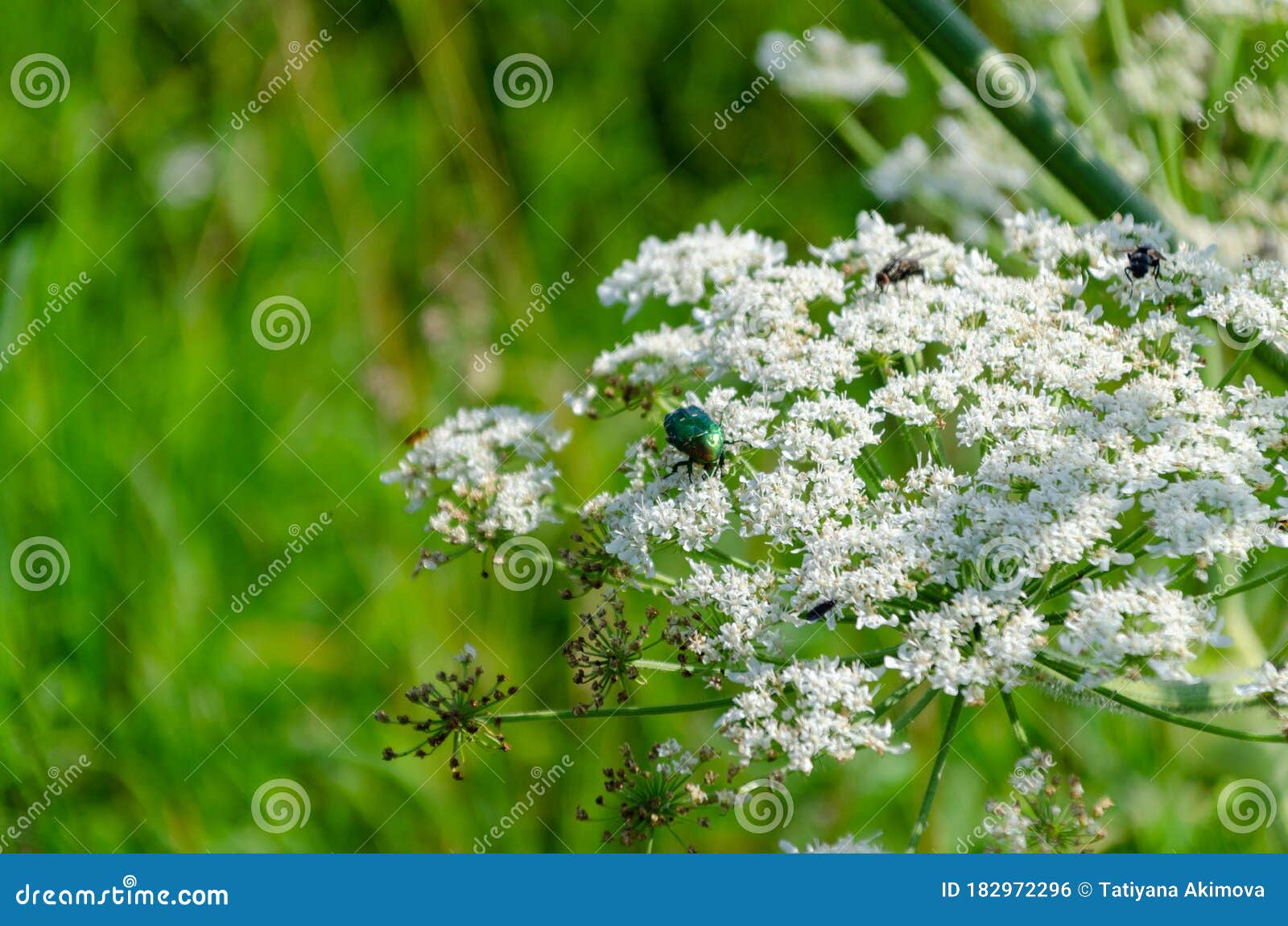 A Bronze Beetle Sits on a Flower Cetonia Aurata Growing in a Meadow ... A Bronze Beetle Sits on a Flower Cetonia Aurata Growing in a Meadow ...