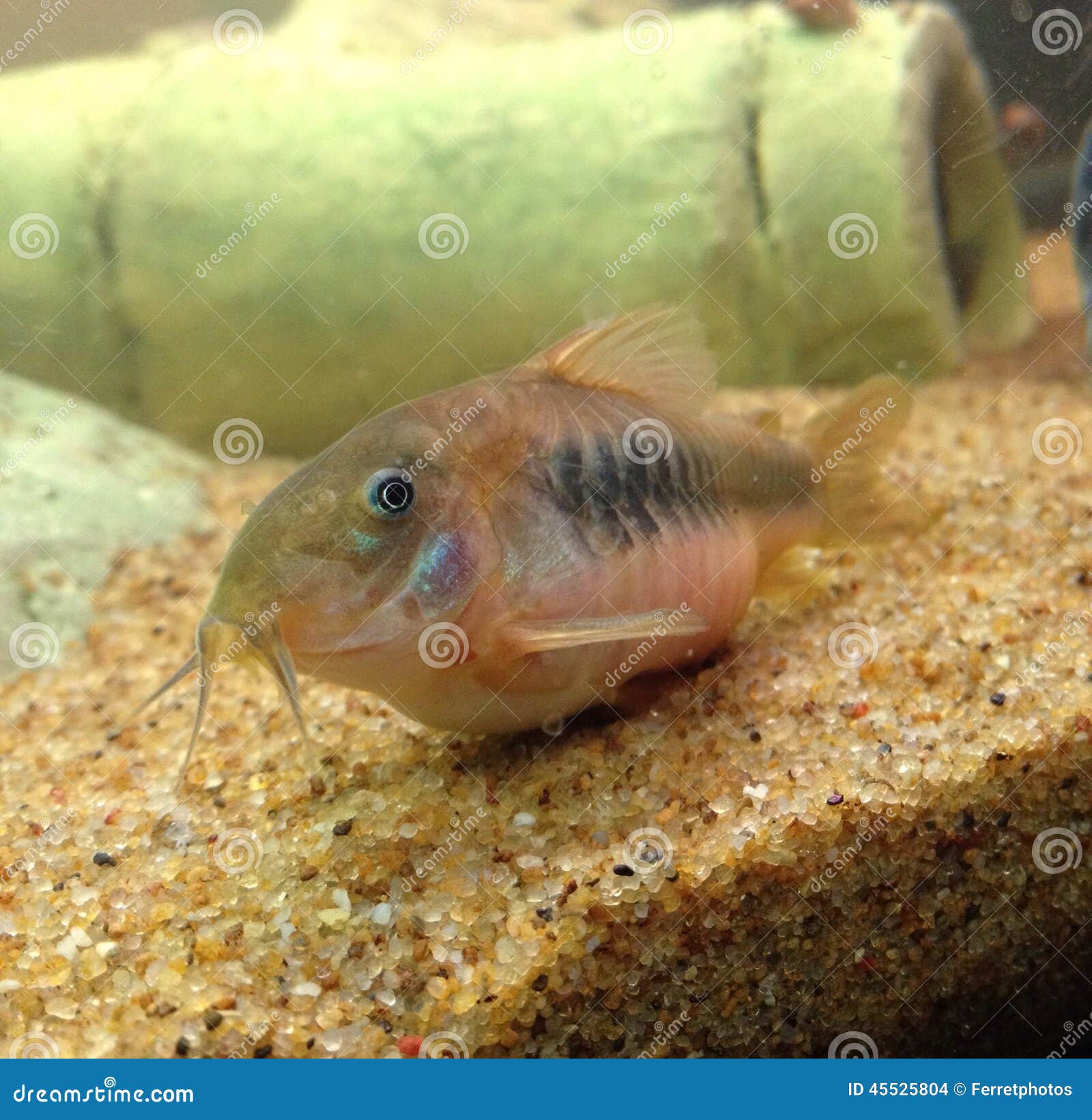 Bronze corydoras stock photo. Image of catfish, corydoras - 45525804
