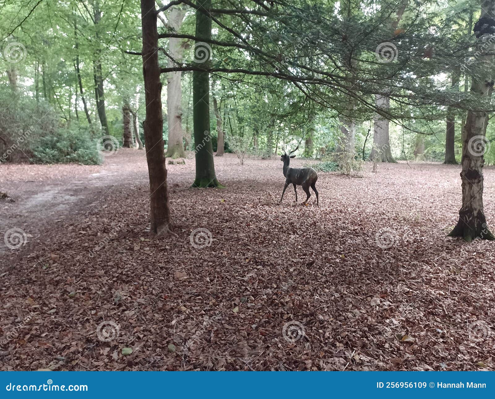 A bronze dear in the woods stock image. Image of grass - 256956109