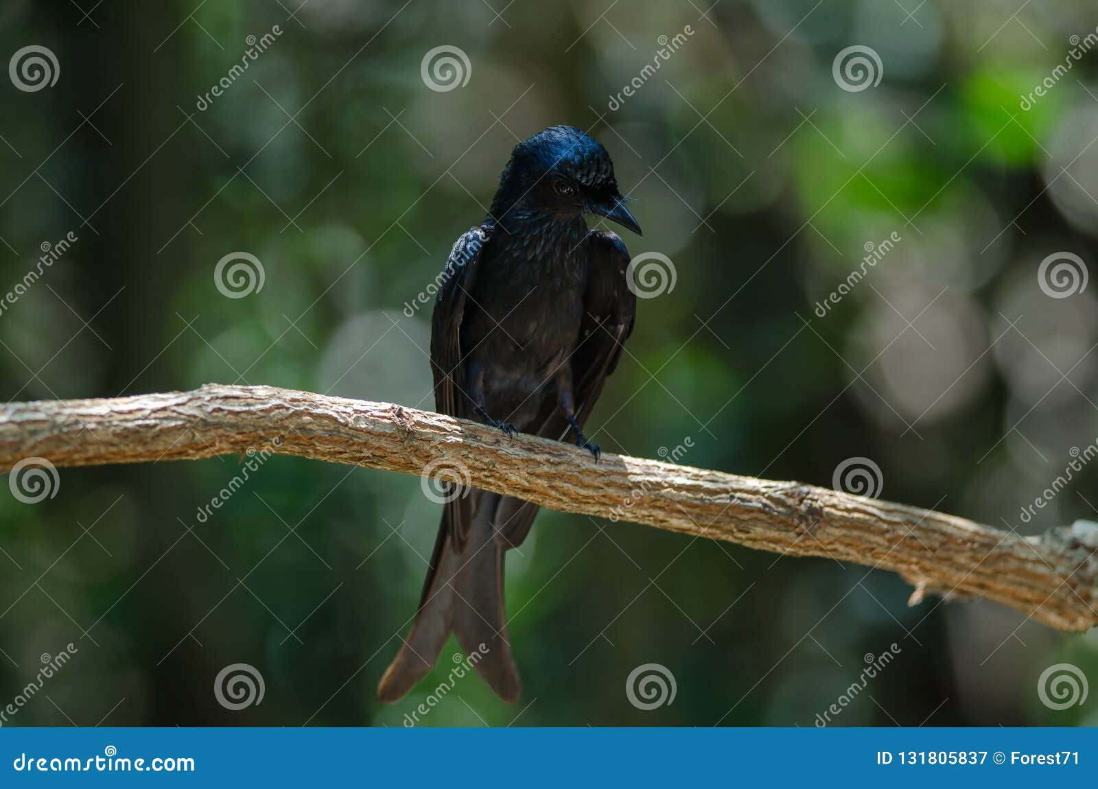 Bronze Drongo Bird Dicrurus Aeneus in Nature, Thailand Stock Image - Image of bronze, beautiful ...