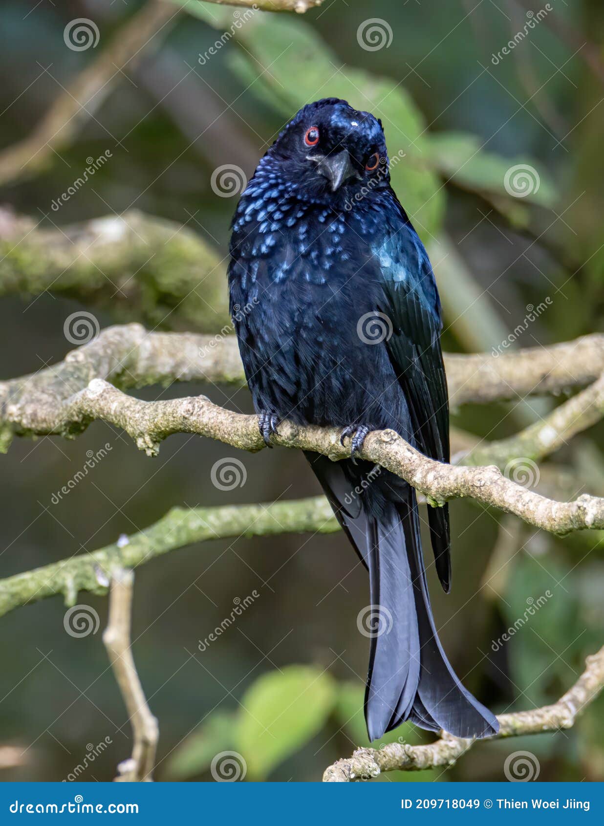 Bronze Drongo Bird Dicrurus Aeneus on Perch on Nature Habitat Stock ...