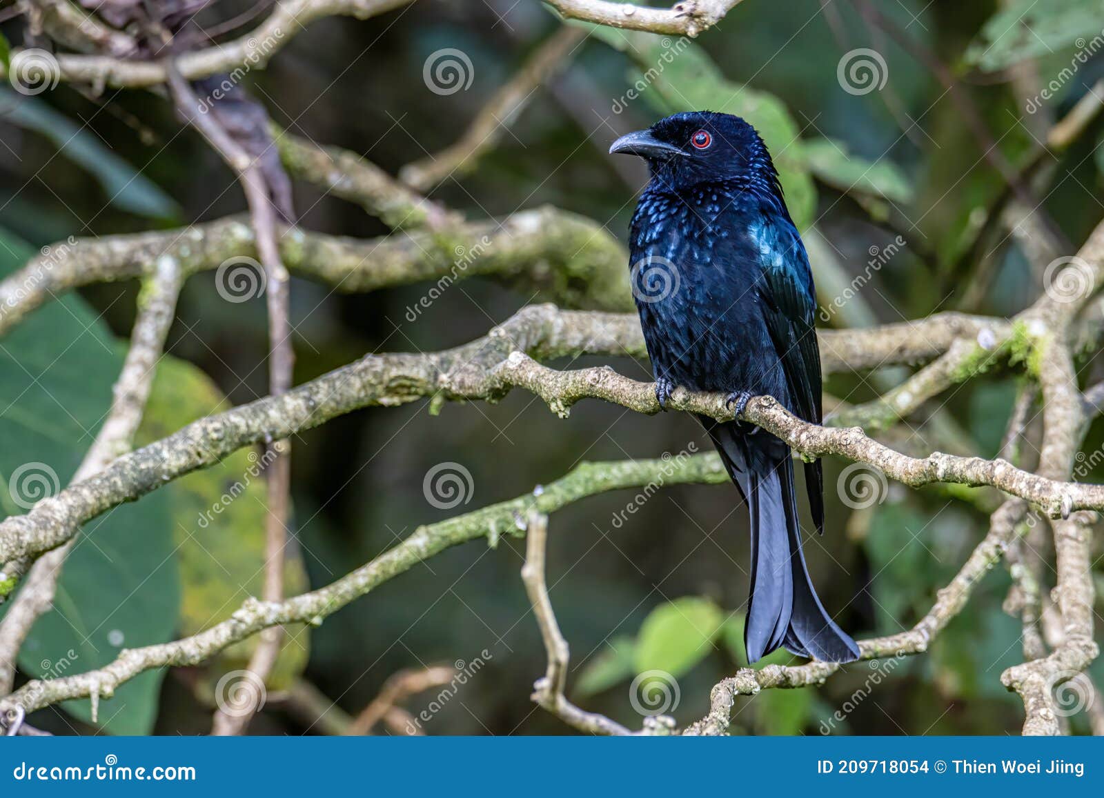 Bronze Drongo Bird Dicrurus Aeneus on Perch on Nature Habitat Stock ...