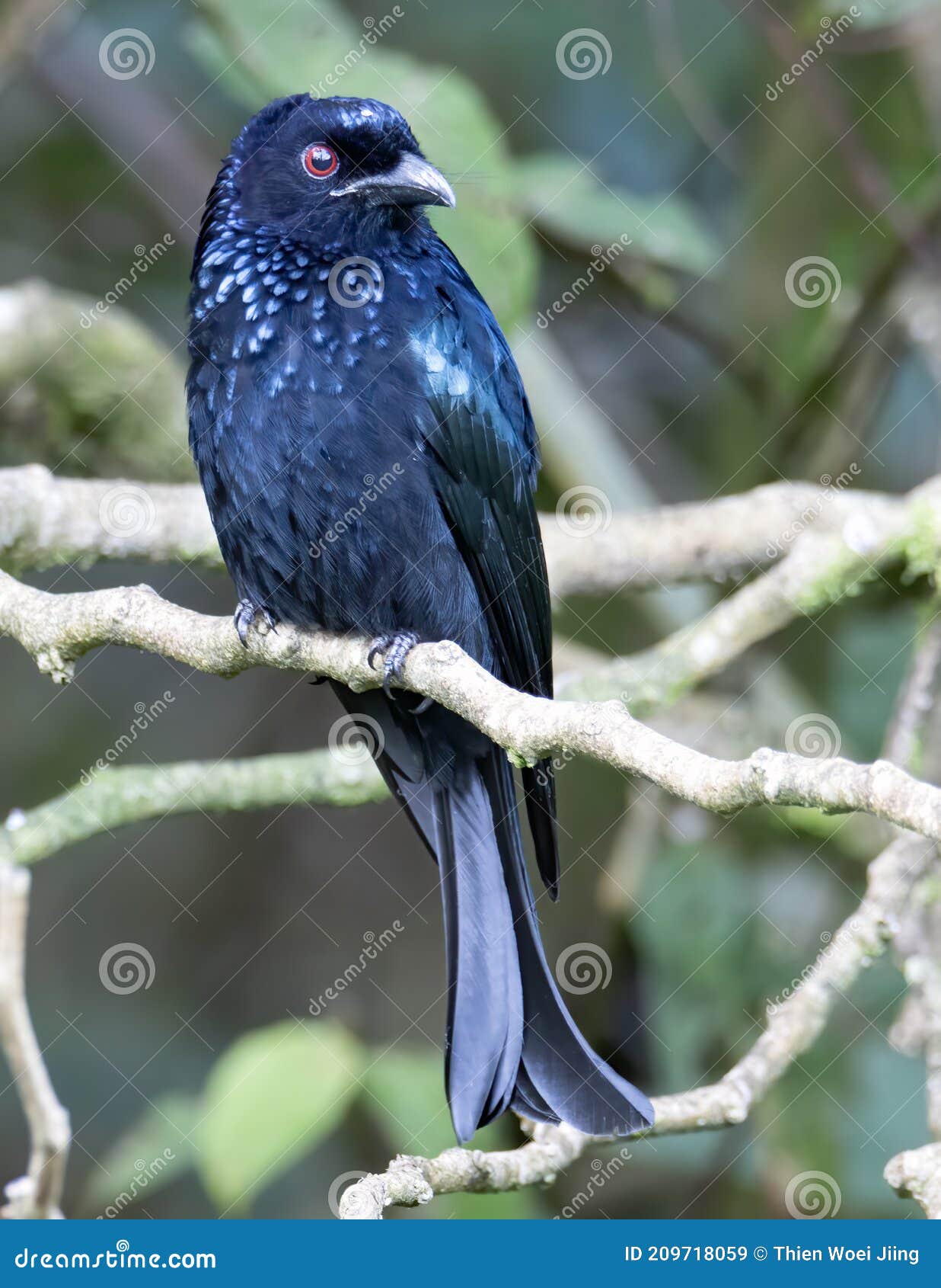 Bronze Drongo Bird Dicrurus Aeneus on Perch on Nature Habitat Stock Image - Image of resident ...