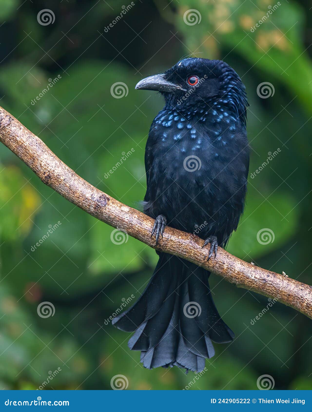 Bronze Drongo Bird (Dicrurus Aeneus) Perching on Tree Branch Stock ...