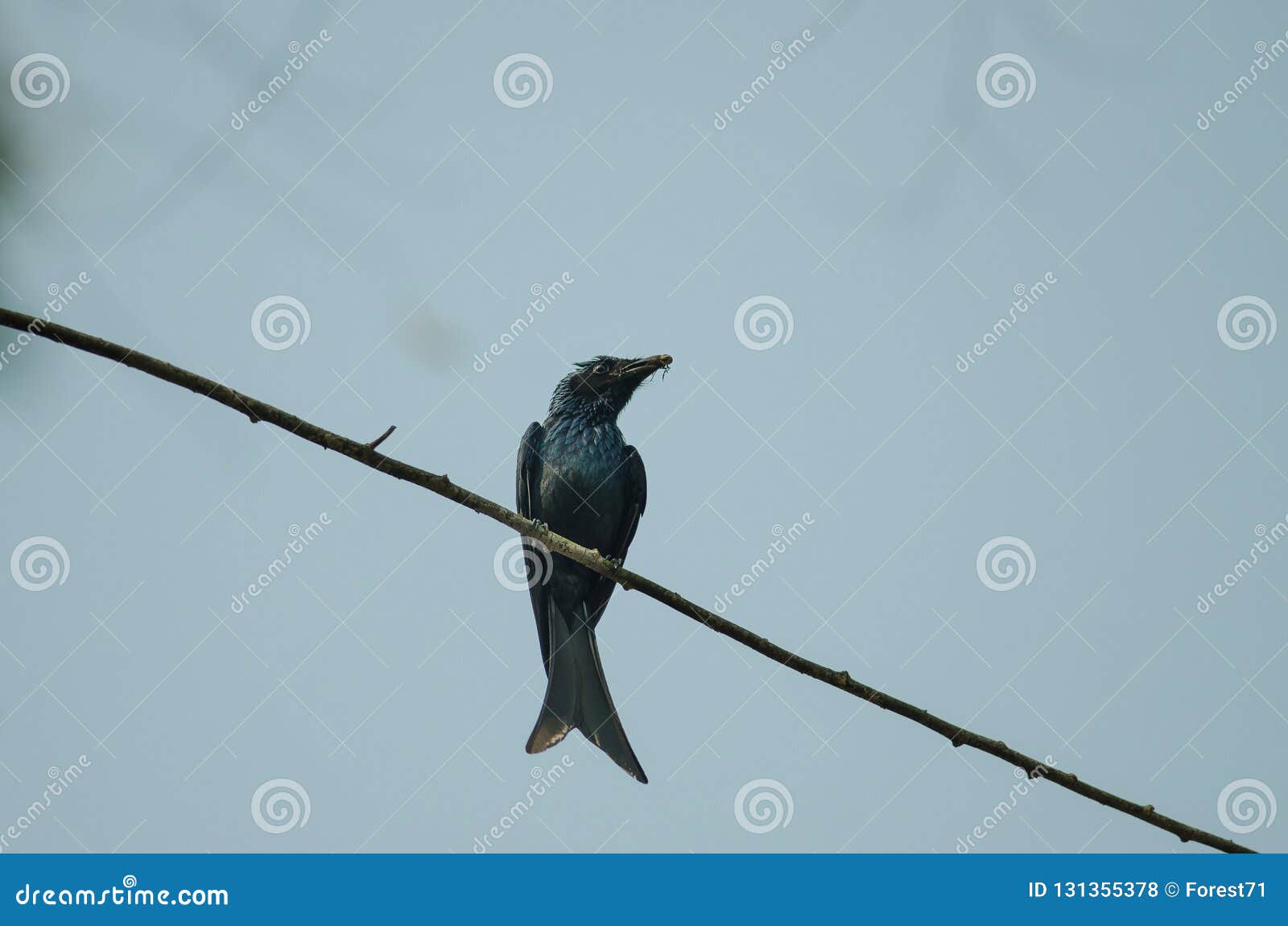Bronze Drongo Bird in Nature Stock Photo - Image of season, nature ...