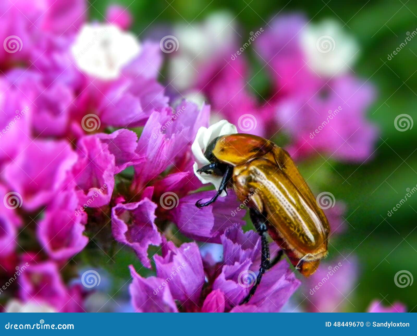 Bronze flower beetle stock photo. Image of gardens, garden - 48449670