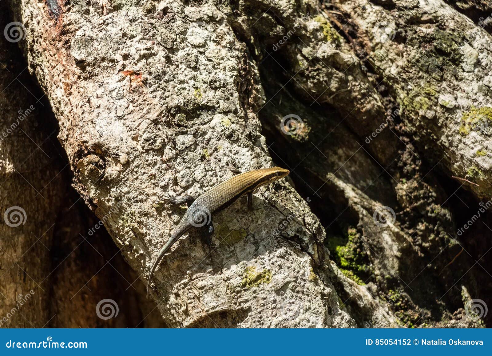 Bronze grass skink stock photo. Image of macularia, grass - 85054152