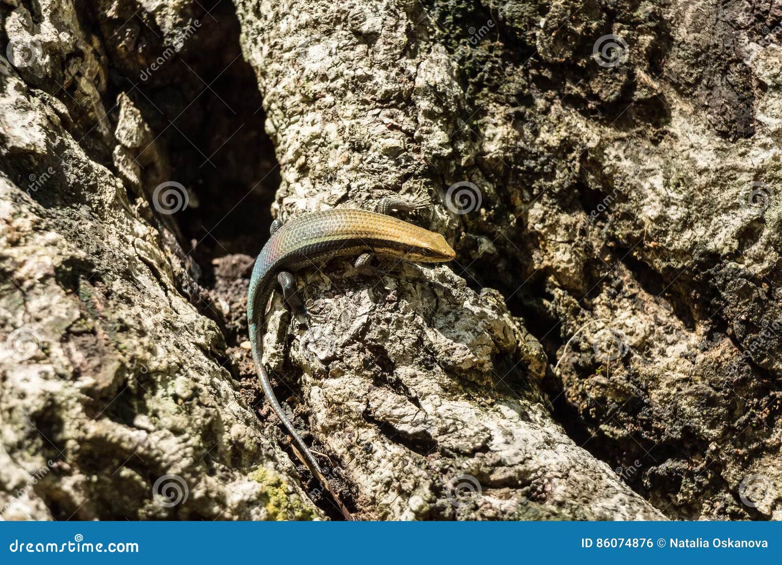 Bronze grass skink stock photo. Image of environment - 86074876